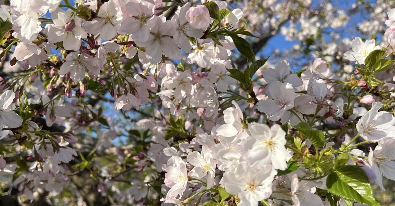 #443 【写真】Lightroom classic｜Michael_mbp