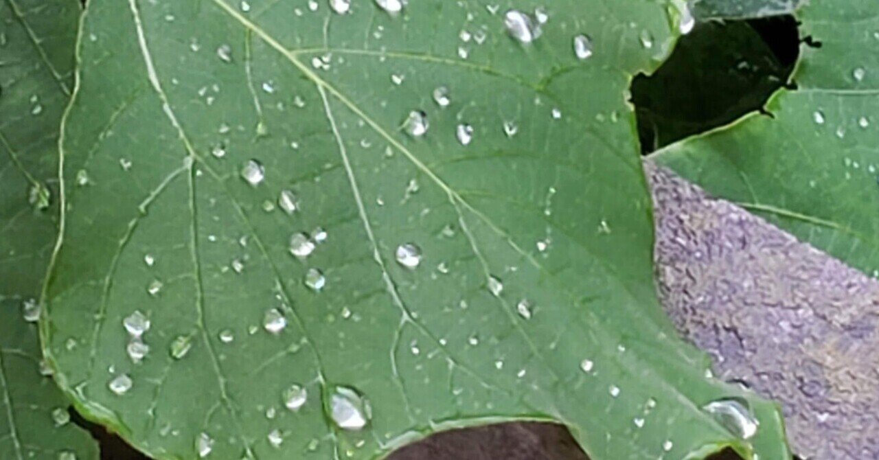 自己紹介②｜kokono_mori