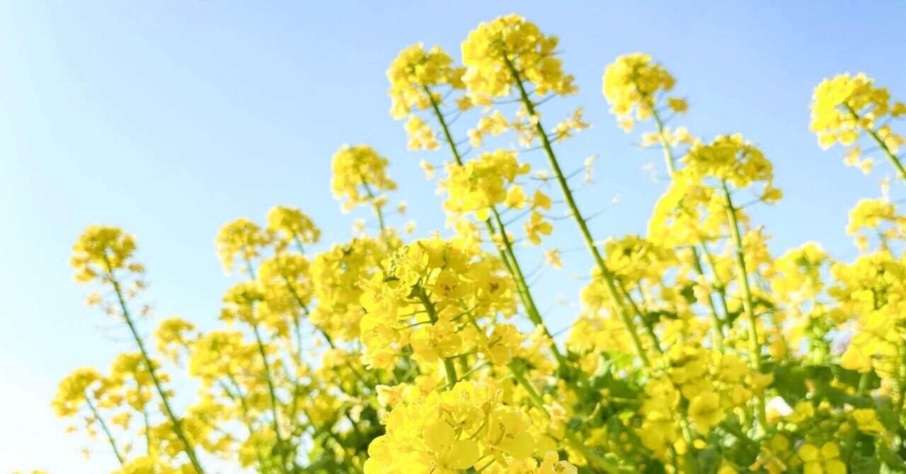 mio.h／プロフィール・お仕事依頼｜mio.h