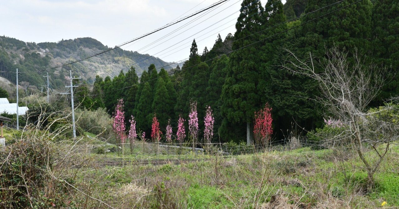 心がゆれた瞬間｜Ayako Oishi 山暮らしフリーデザイナー