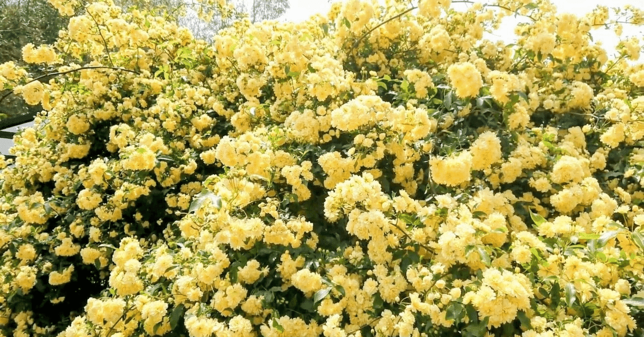 WebAssembly の歩き方｜blue06_2022