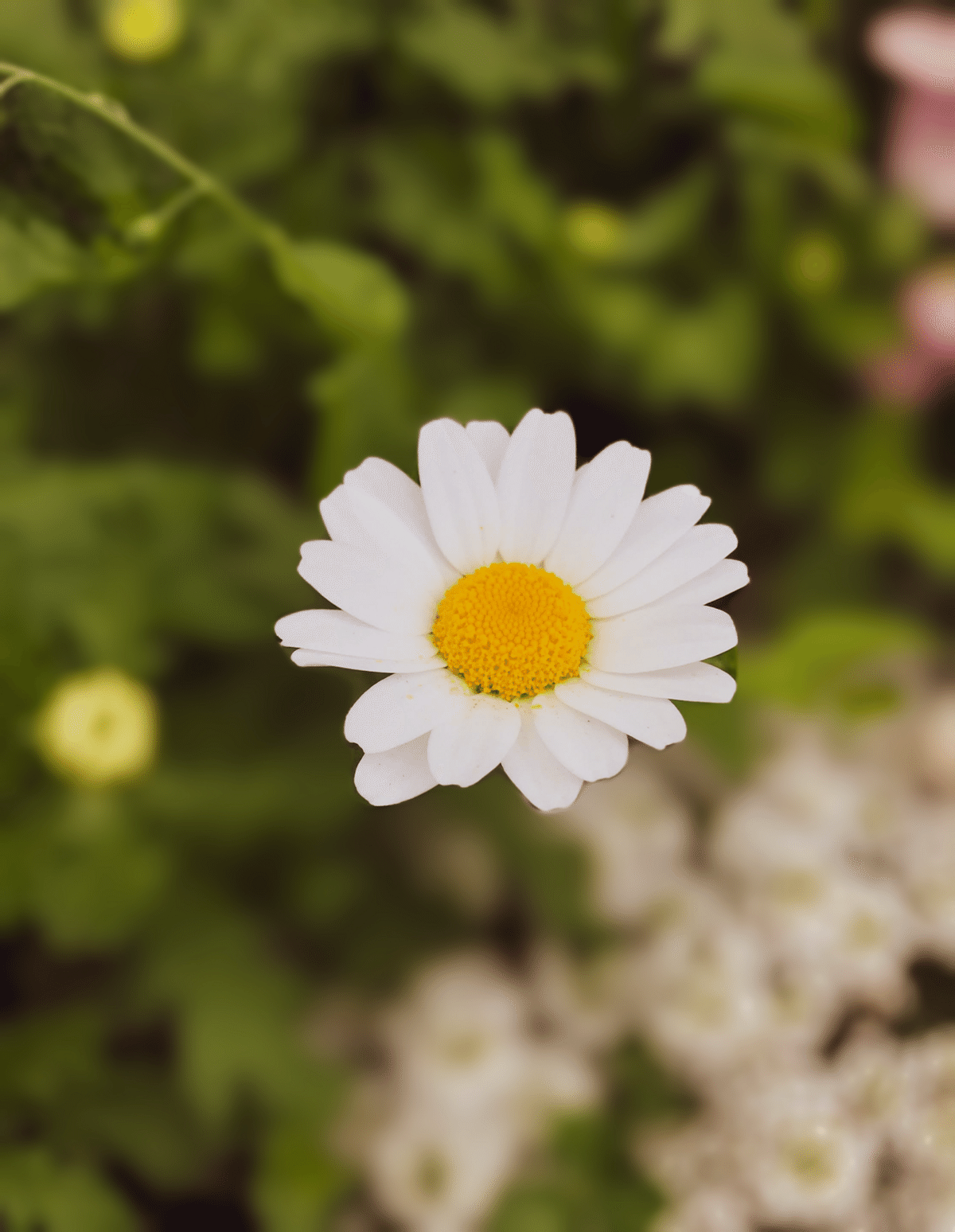 春土用大安｜洋介