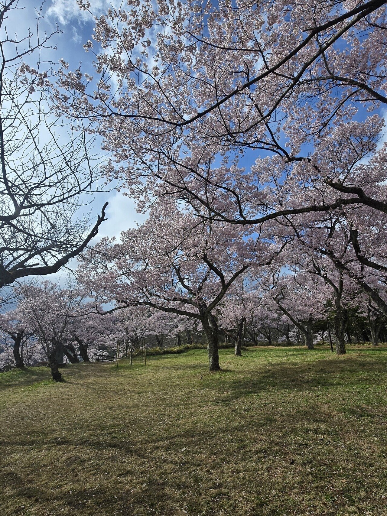 高遠城址公園と光前寺の桜🌸｜Kubota yuya