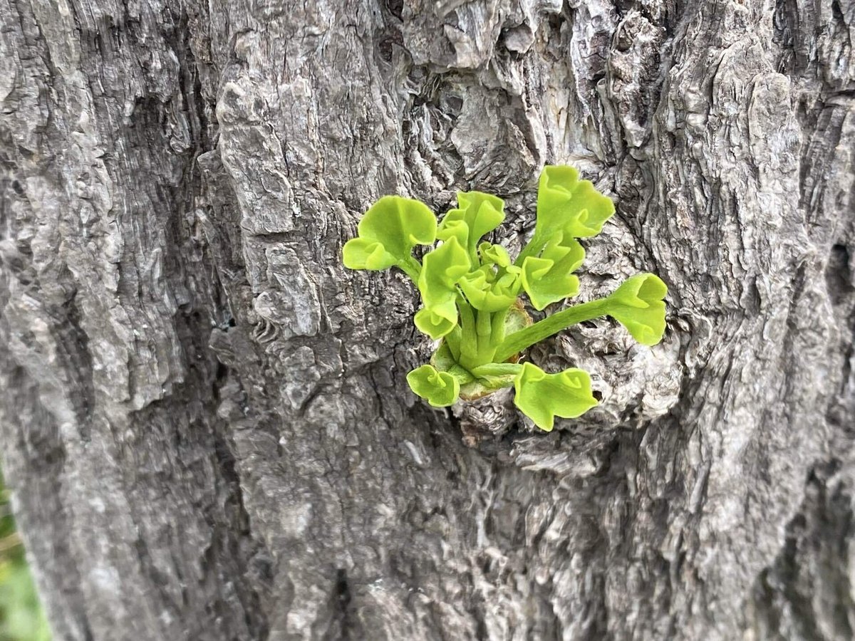 銀杏の若葉｜之哲／Yuki Satoru