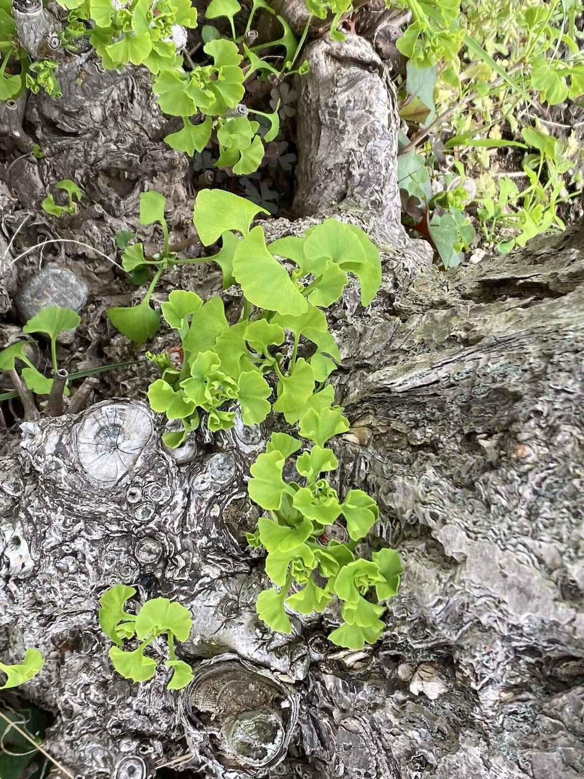 銀杏の若葉｜之哲／Yuki Satoru