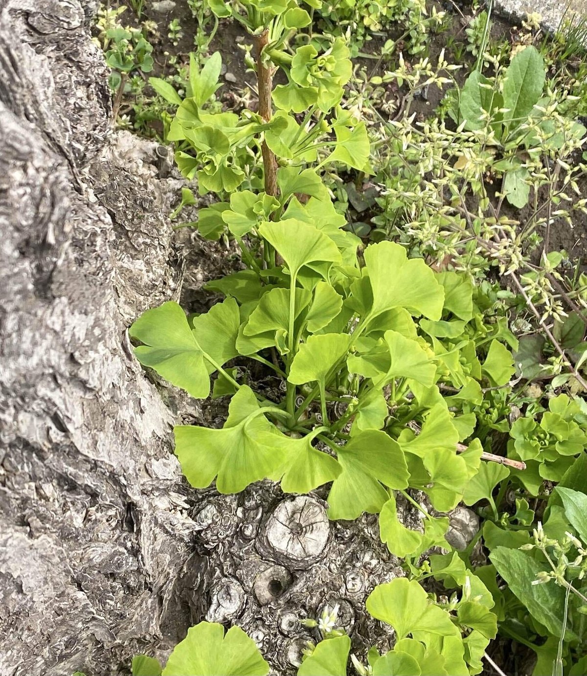 銀杏の若葉｜之哲／Yuki Satoru
