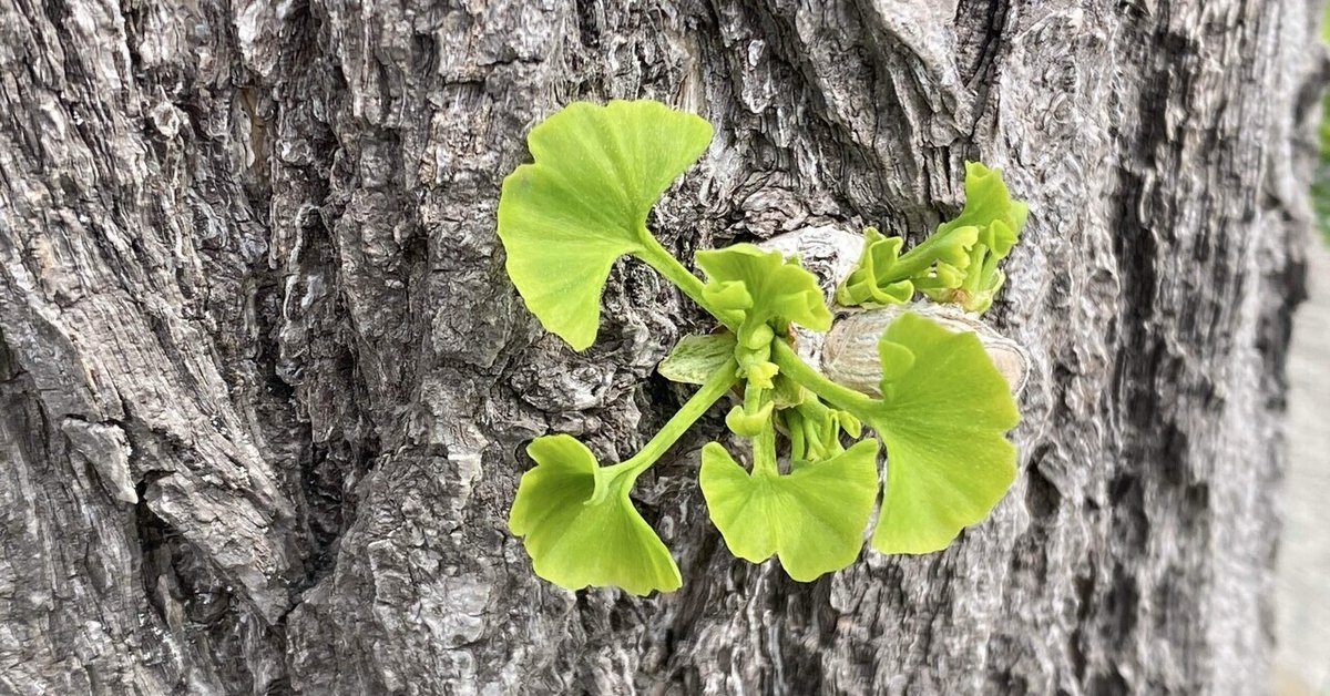 銀杏の若葉｜之哲／Yuki Satoru