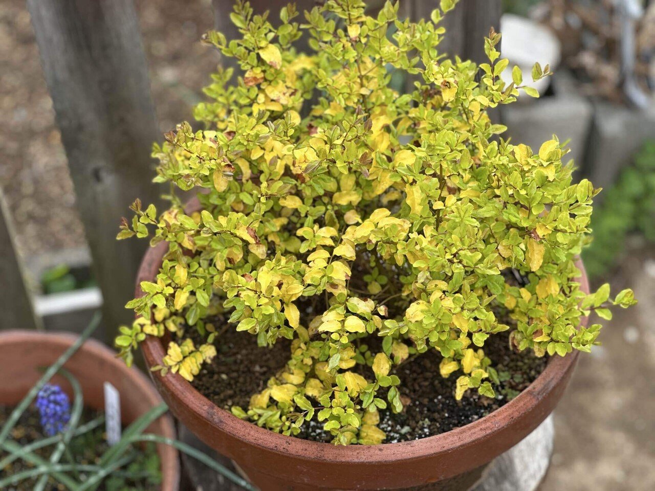 初夏の庭26.04.19｜kenji comp