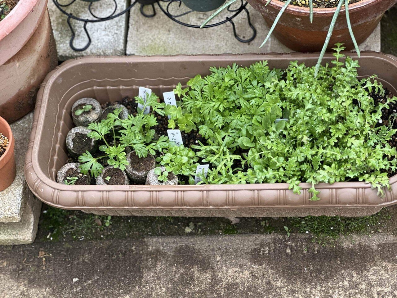 初夏の庭26.04.19｜kenji comp