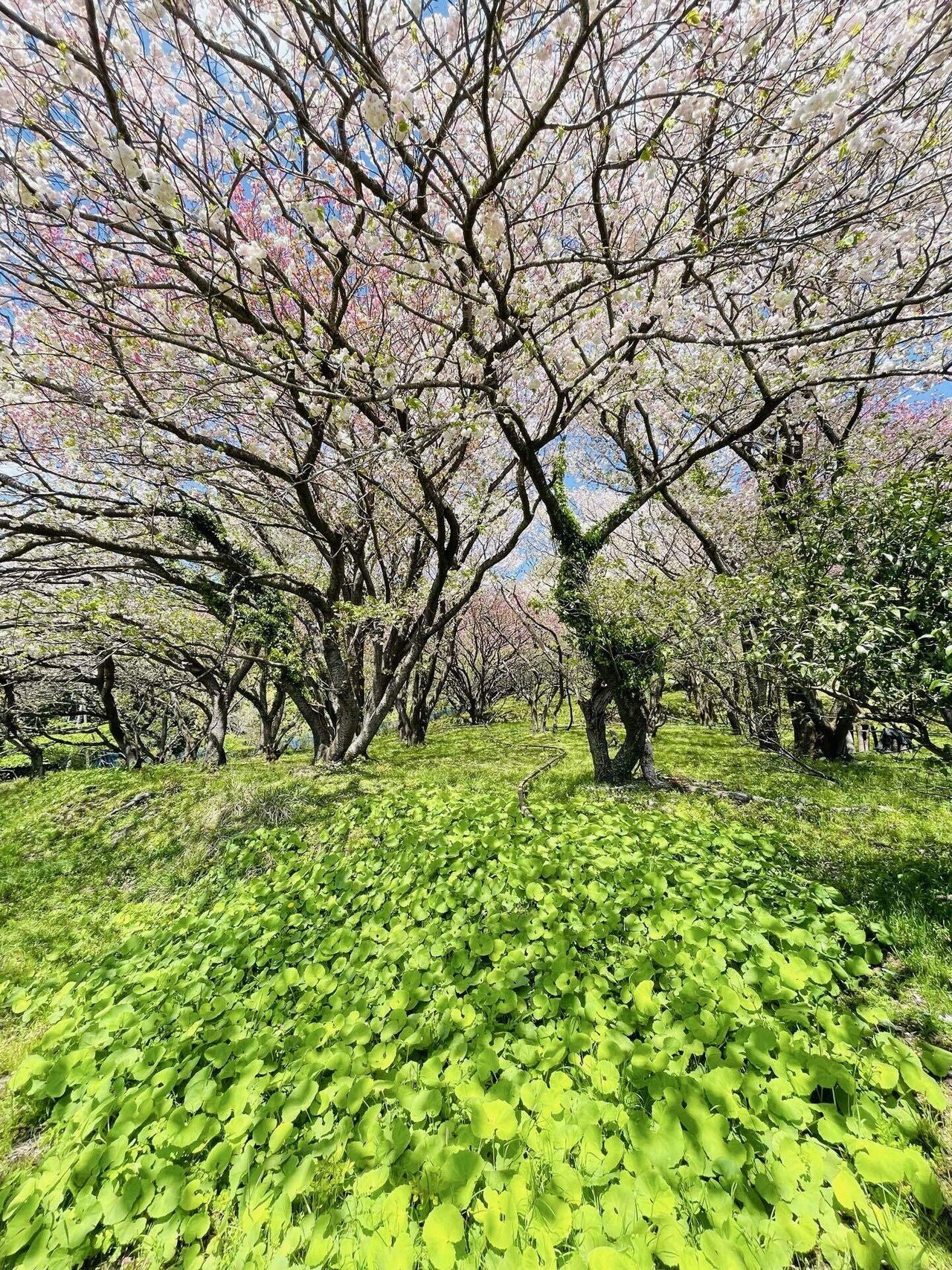 春🌸を感じた日@コキアの里 スピッツの「春の歌」が流れてくるような景色でした。｜Anael