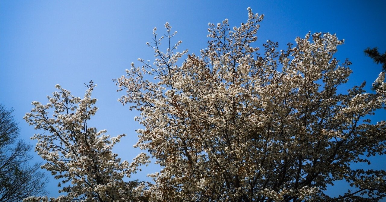 高尾歳時記 2025年4月19日｜悠星 Yusei