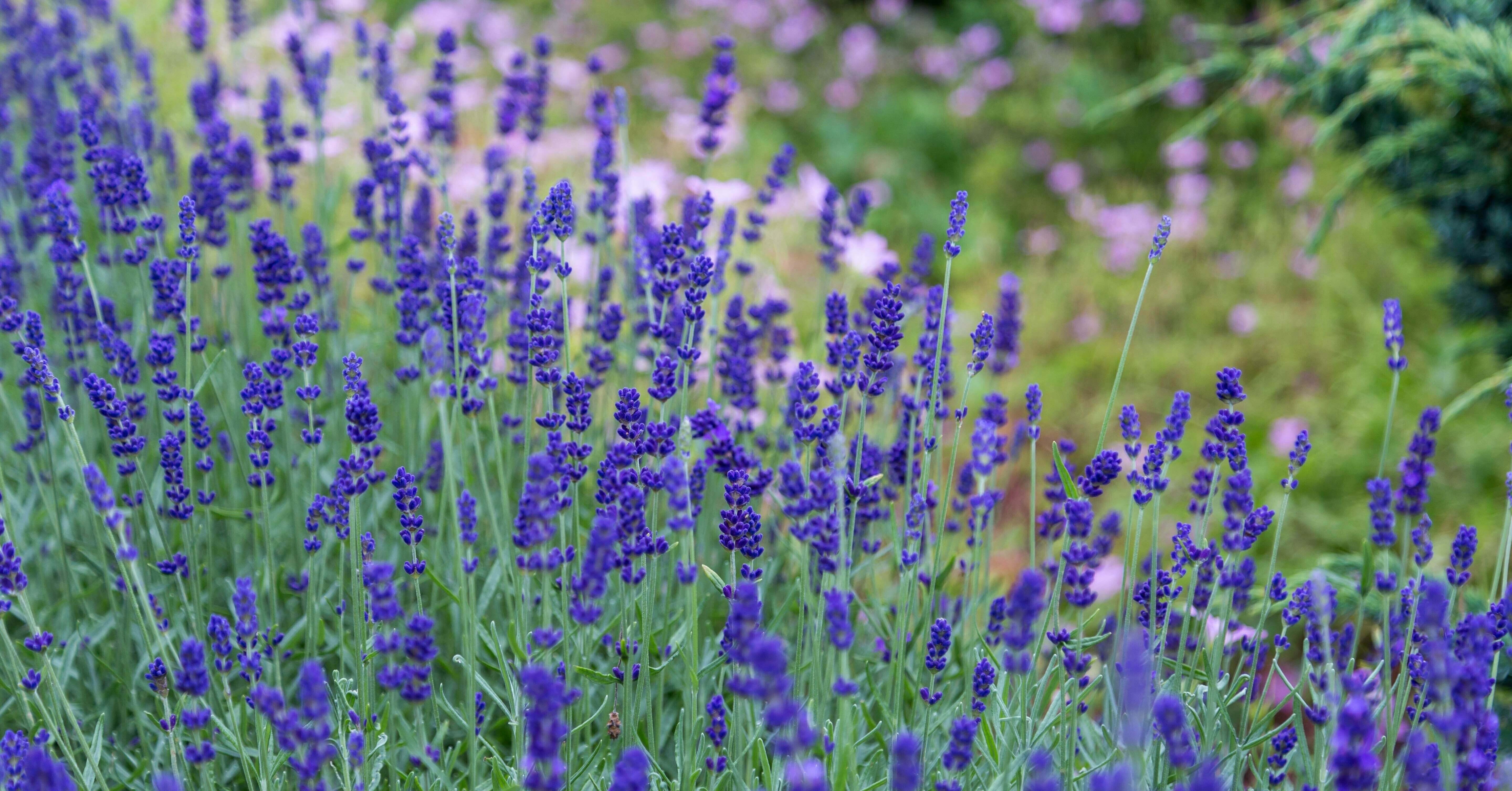 ウェルネスセラピスト_emi｜note