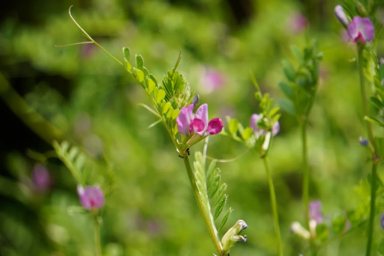 narrow-leaved vetch ヤハズノエンドウ 矢筈豌豆 学名Vicia sativa 属名及びvetchはソラマメを、種小名 ...
