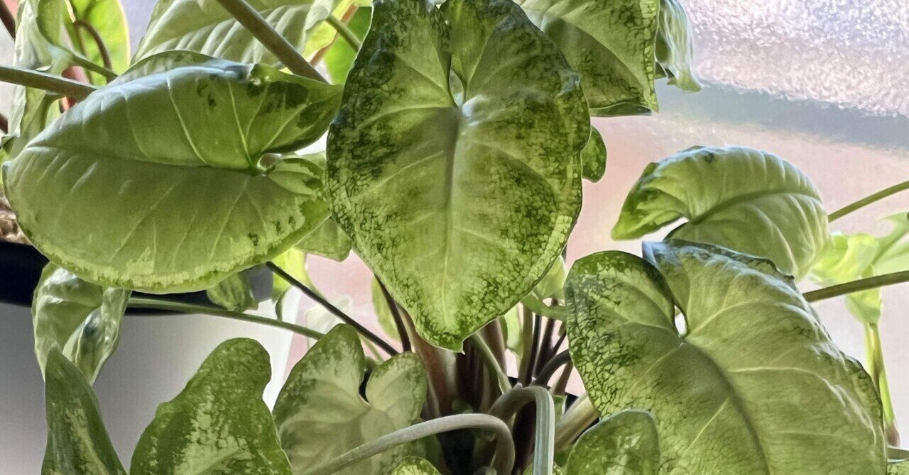 シンゴニウム｜mako＠plants