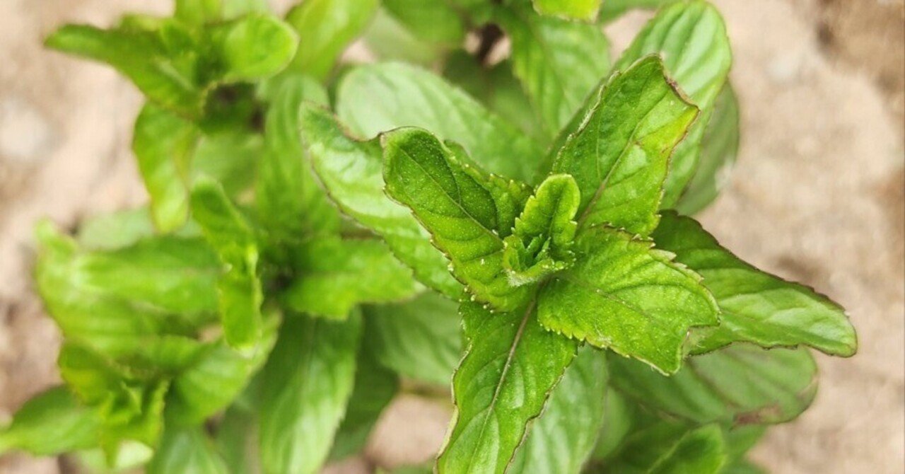 高校生になりました vol.4｜minako