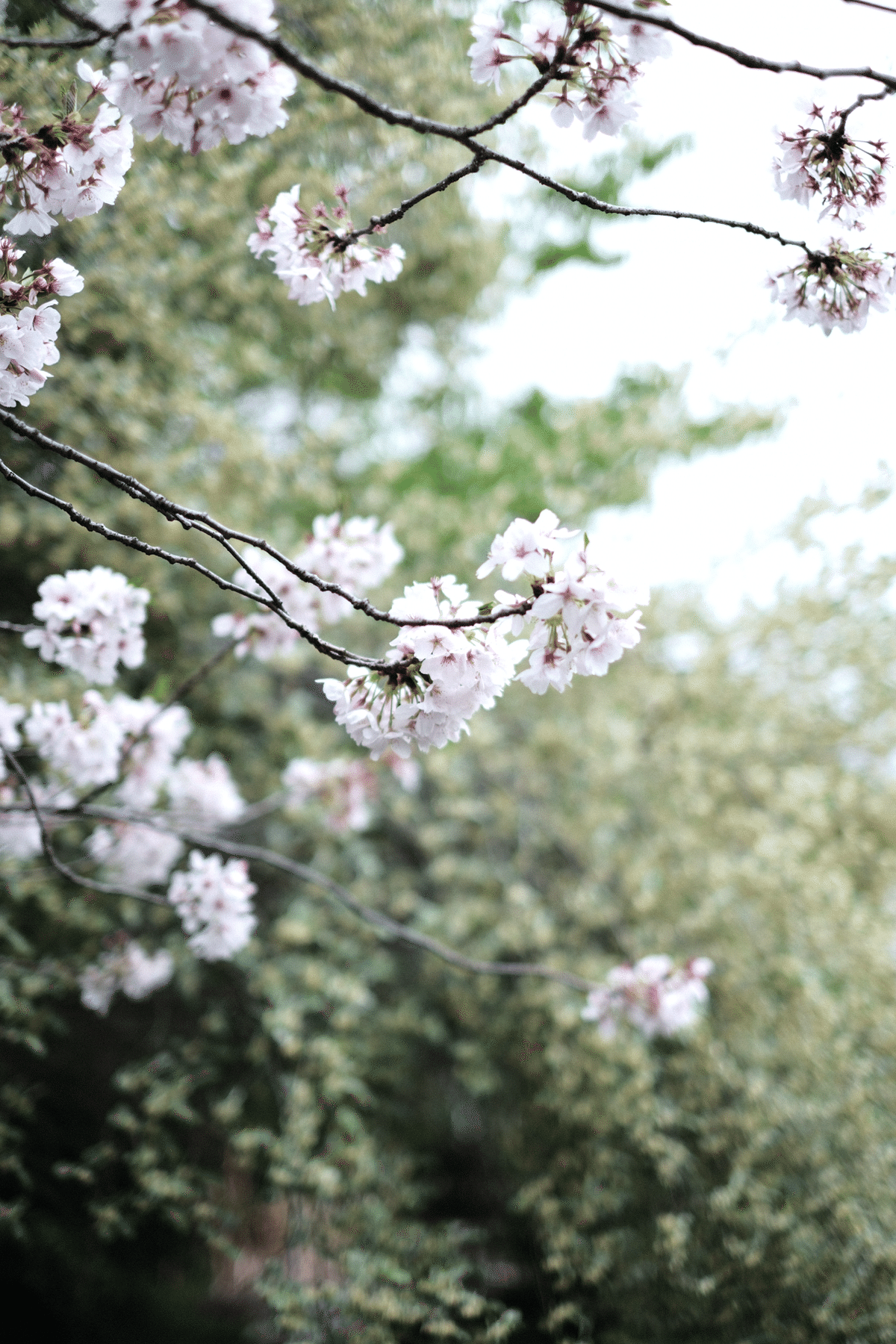 春だから、不器用に暮らす｜Sio Books