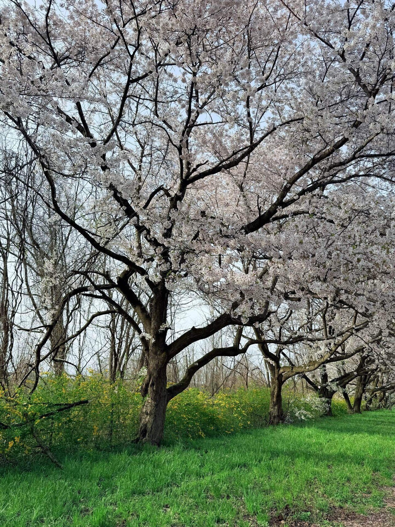 ヨモツヒラサカ サクラのきろく ｜nyagami