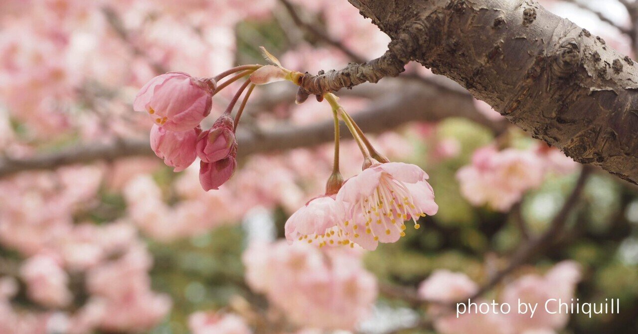 【初投稿】chiiのnote｜言葉のあしあと｜ちい＊くいーる〜キオクをキロク〜