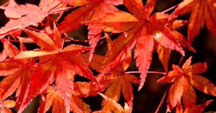 Hayato Minamino｜note