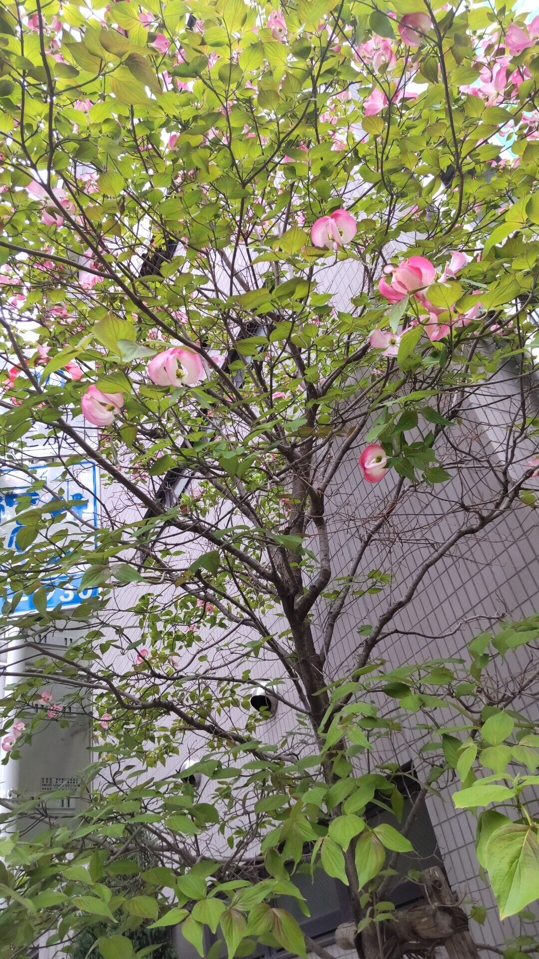 NHK朝ドラ2021年放送『カムカムエブリバディ』(再放送)平日昼12:30～12:45いよいよ後半パートへ。親子三代繋がる物語。名言ぞろい。 時代劇大部屋役者、伴 虚無蔵さん 「日々鍛練し ...