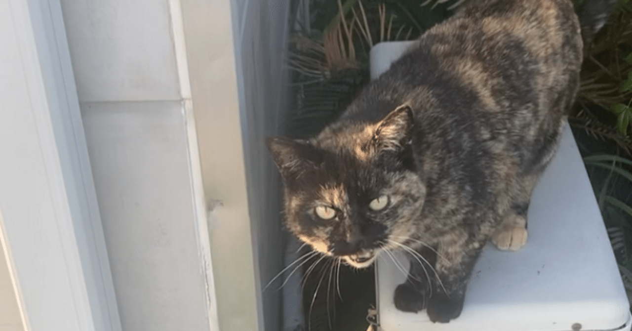 通りすがりの友情〜サビ猫サビちゃんとの出逢い〜｜羽田りさ｜Risa Haneda