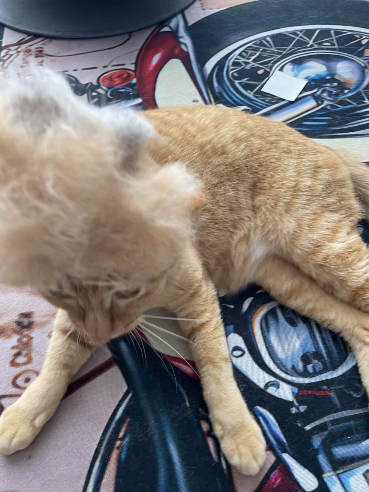 換毛期Now｜たいちゃ