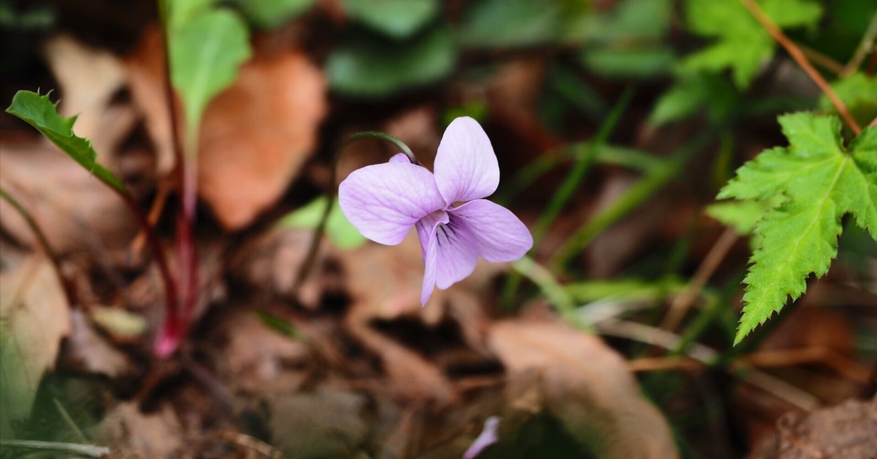 スミレの山高尾山（18） アケボノスミレ Takao, the mountain of violets: No.18 Akebono-sumire ｜悠星 Yusei
