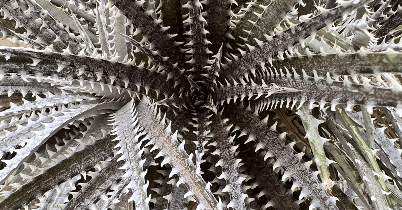 トゲトゲ｜NAGISA.