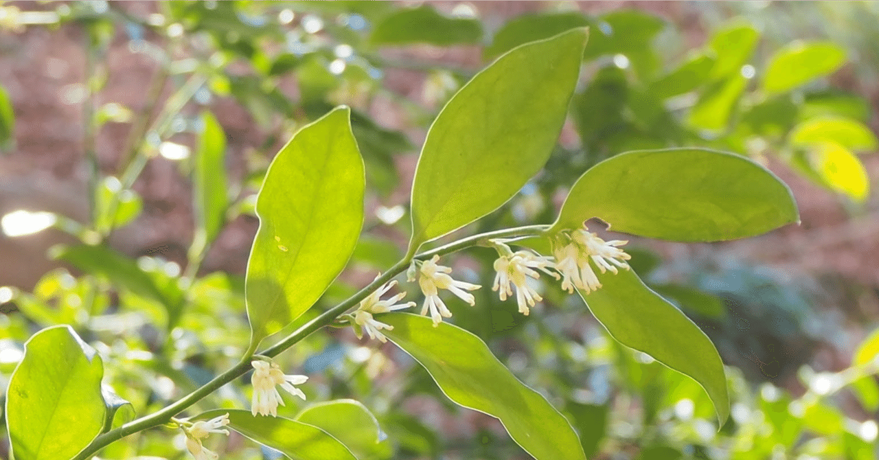 そこに山があるから登るんだよ｜黒河奈美《福岡移住系声優》nami kurokawa