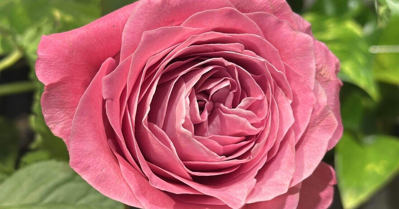 これから飛び出すエネルギー。30代後半から40代と50代の動き方。｜卯野たまご