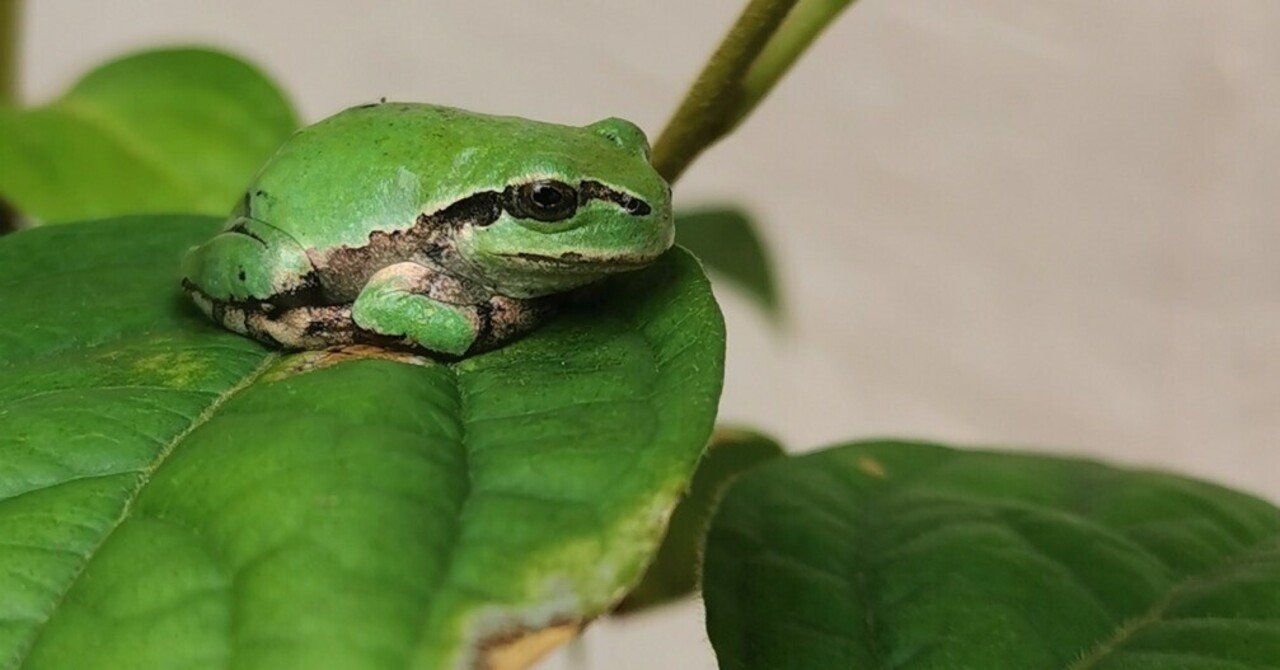 今日から、多転居生活者/タテンターを名乗ろうかと思うけどどうでしょう？【自己紹介note】｜柿の木