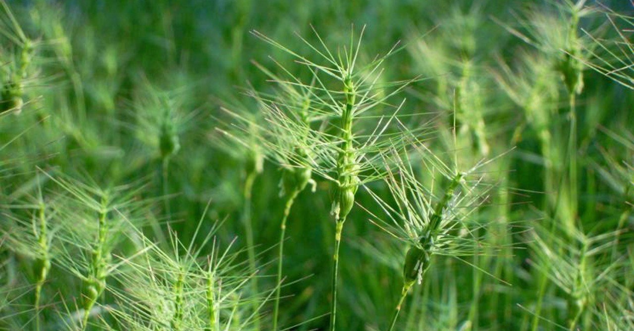 研究者とデザイン｜umbell