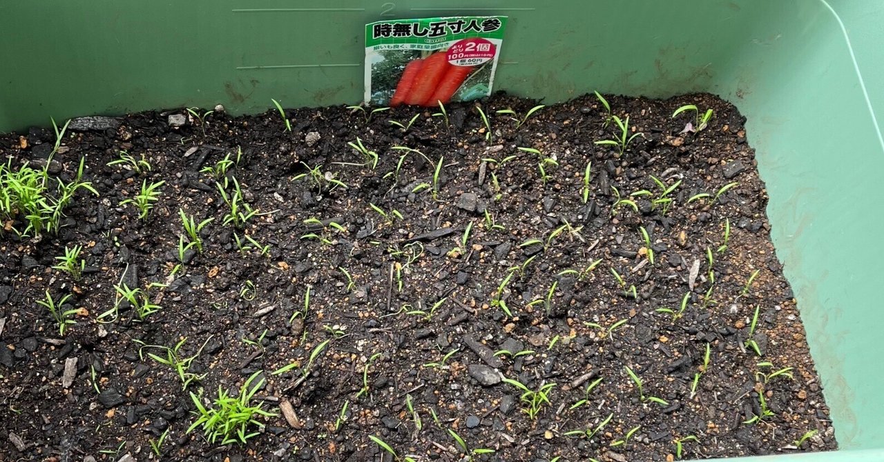 人参は「すじまき」？｜kitoca