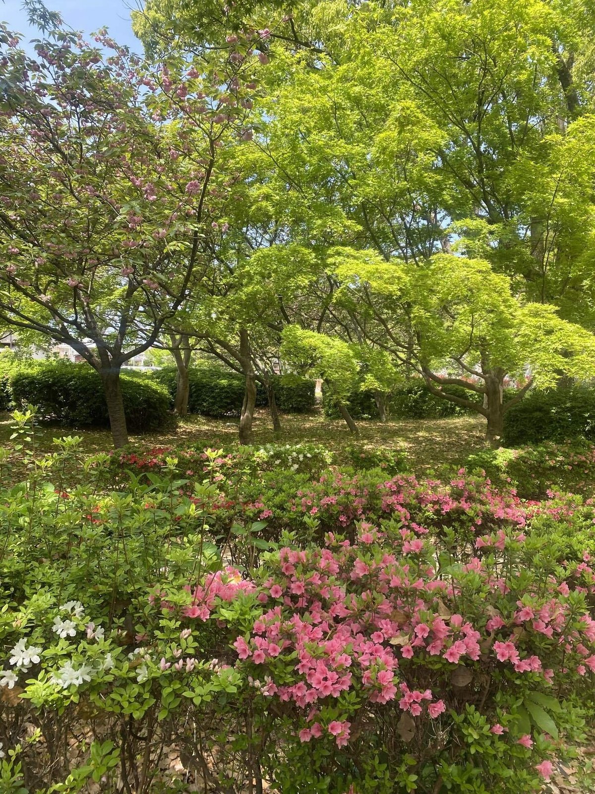 最近/買ったもの｜rii