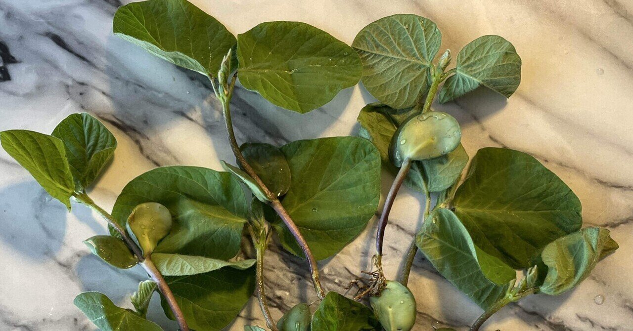 シェア畑 枝豆の間引きと野菜の防虫対策｜Junko Summer