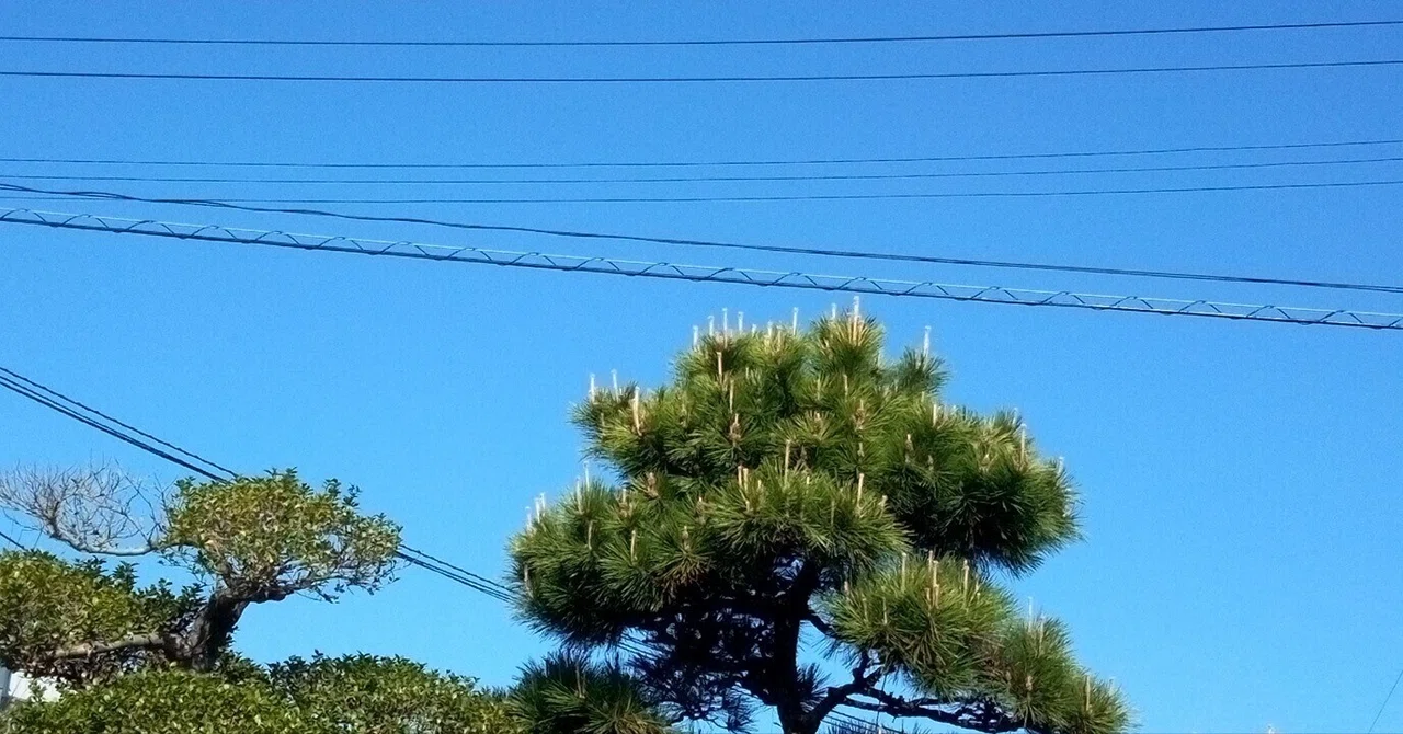 令和7/4/22(火)曇時々晴8~21℃ 45.5㎏｜花埜ワールド