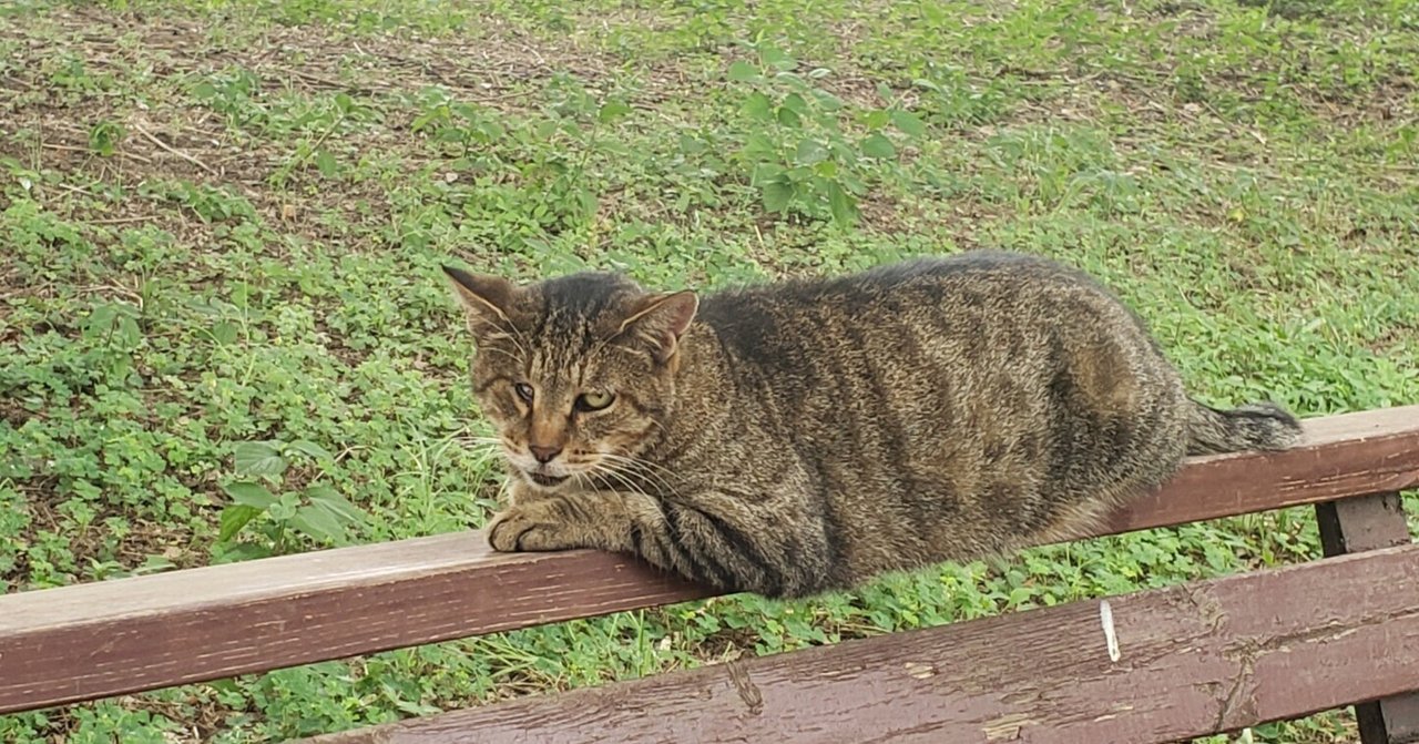 ChatGPTに文章のリライトお願いした。椎名誠の「昭和軽薄体」でって｜Akira Someya