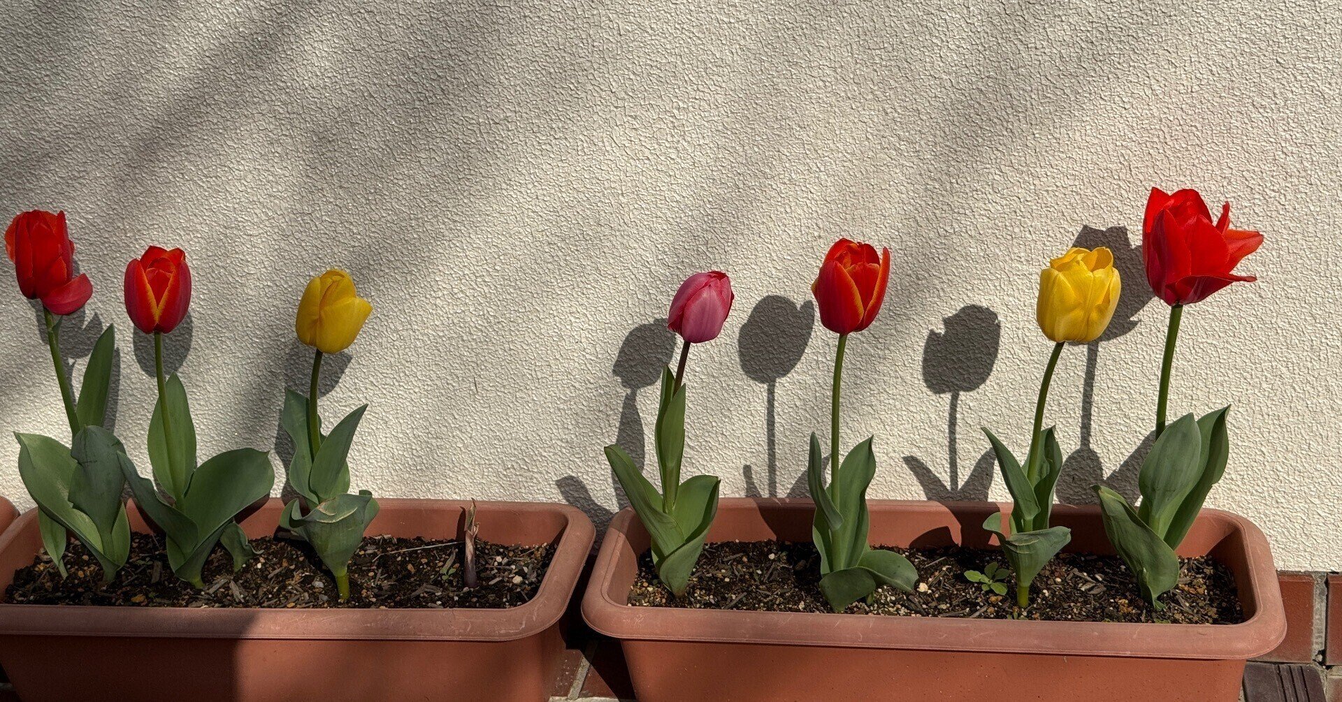 ズボラ2Kぽぽたんmama｜note