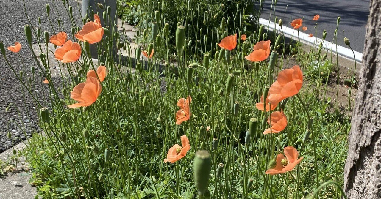 ナガミヒナゲシ花盛り｜之哲／Yuki Satoru