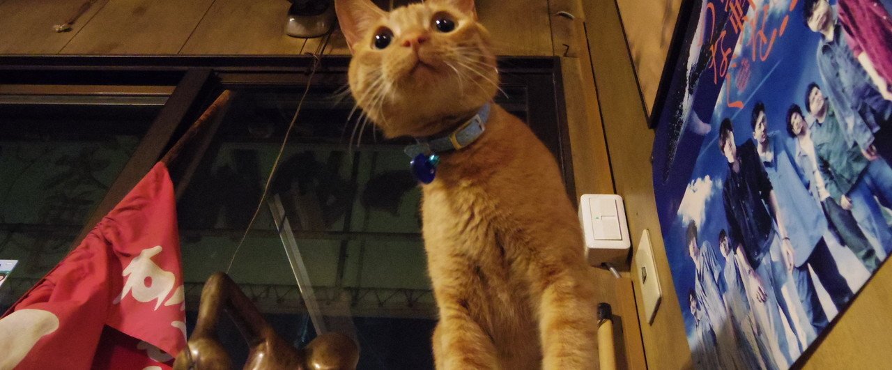 台風通過中｜mori_cats