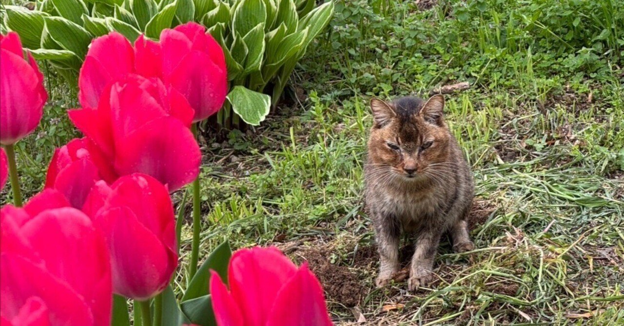 【4月22日】写真日記｜Naoko Tachibana