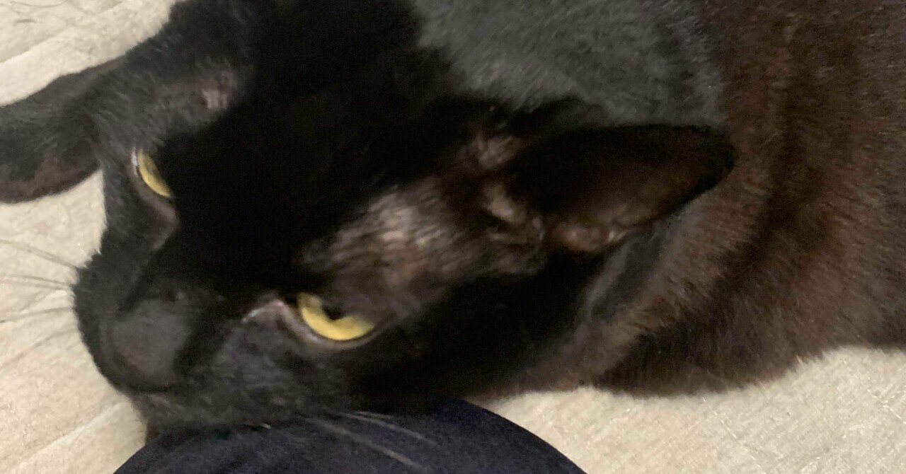 「コメダ珈琲」シロノワールの衝撃｜unitason