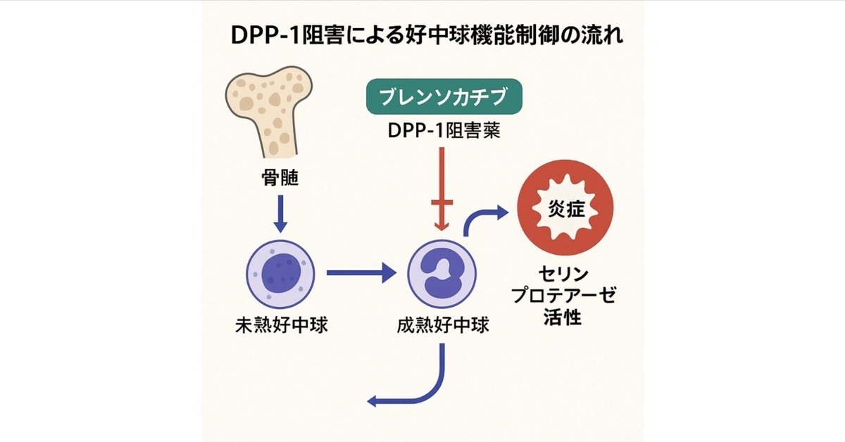 気管支拡張症：経口可逆的ジペプチジルペプチダーゼ1（DPP-1）阻害薬ブレンソカチブ ASPENトライアル年間増悪率など改善｜Makisey