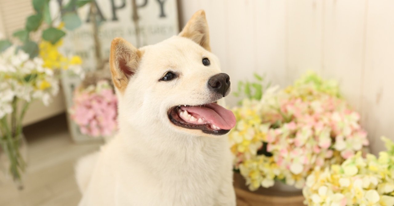 ハクとネロの投資戦略 20250425-2 東証前場回顧涙の損切り🥹｜ピカ線太郎