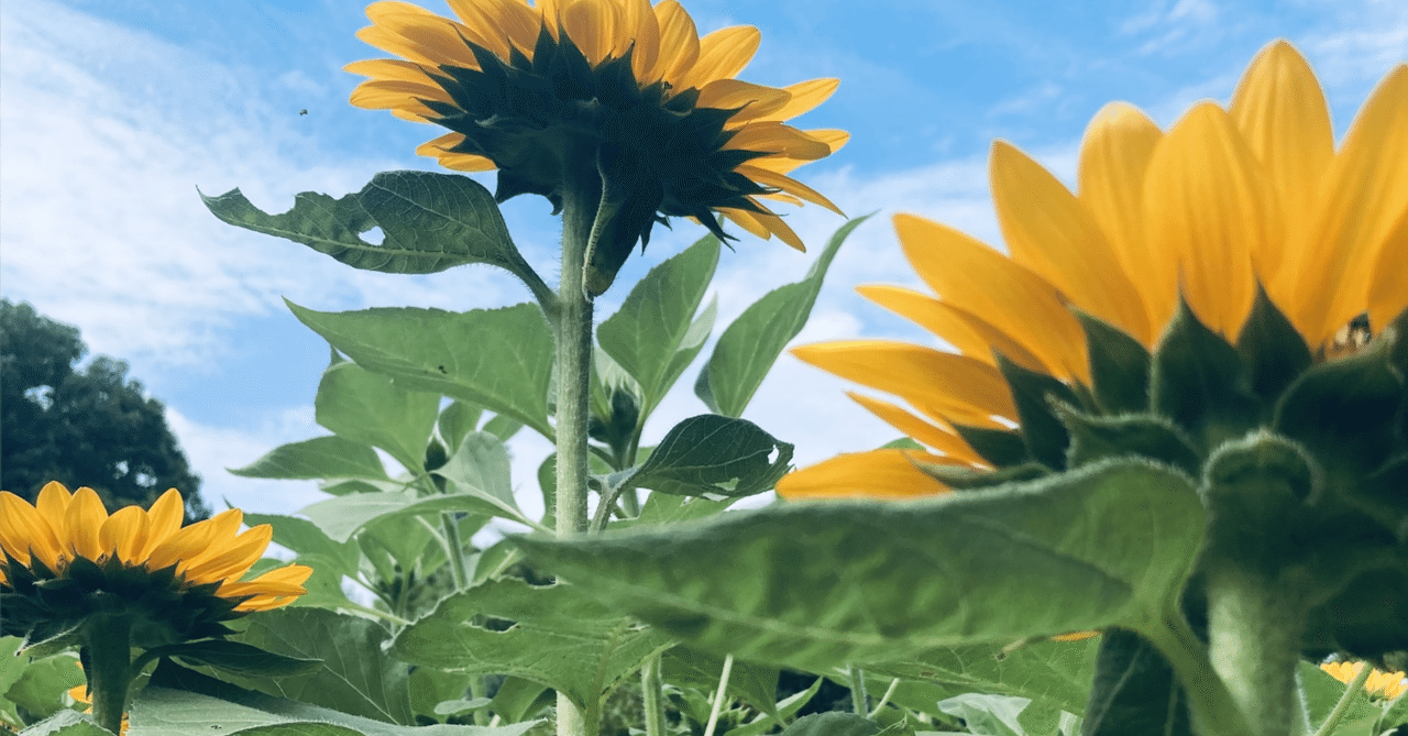 SUNFLOWER by TTL SOUND【作品紹介】｜SaiNa