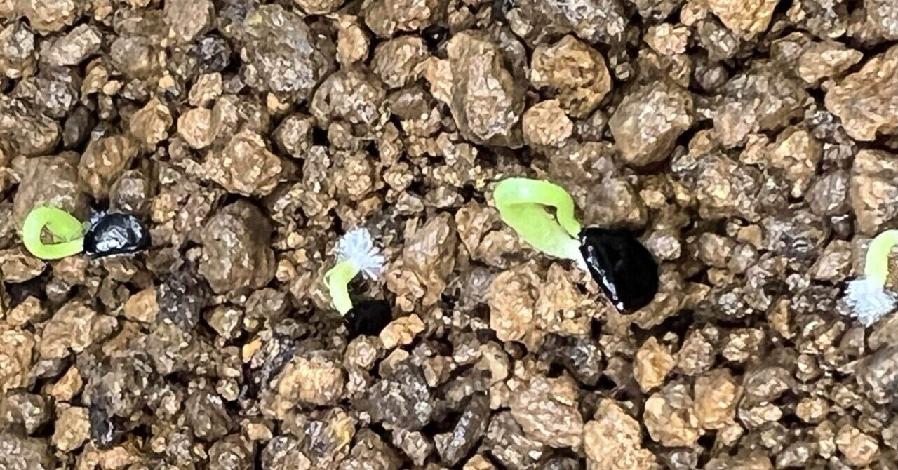 実生チャレンジ②6日目｜mako＠plants