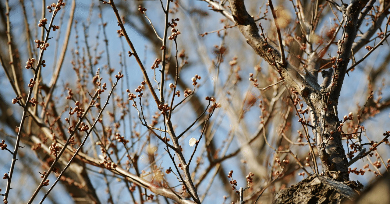 Vtuberデビュー前に準備すべき10のこと｜あらきあき