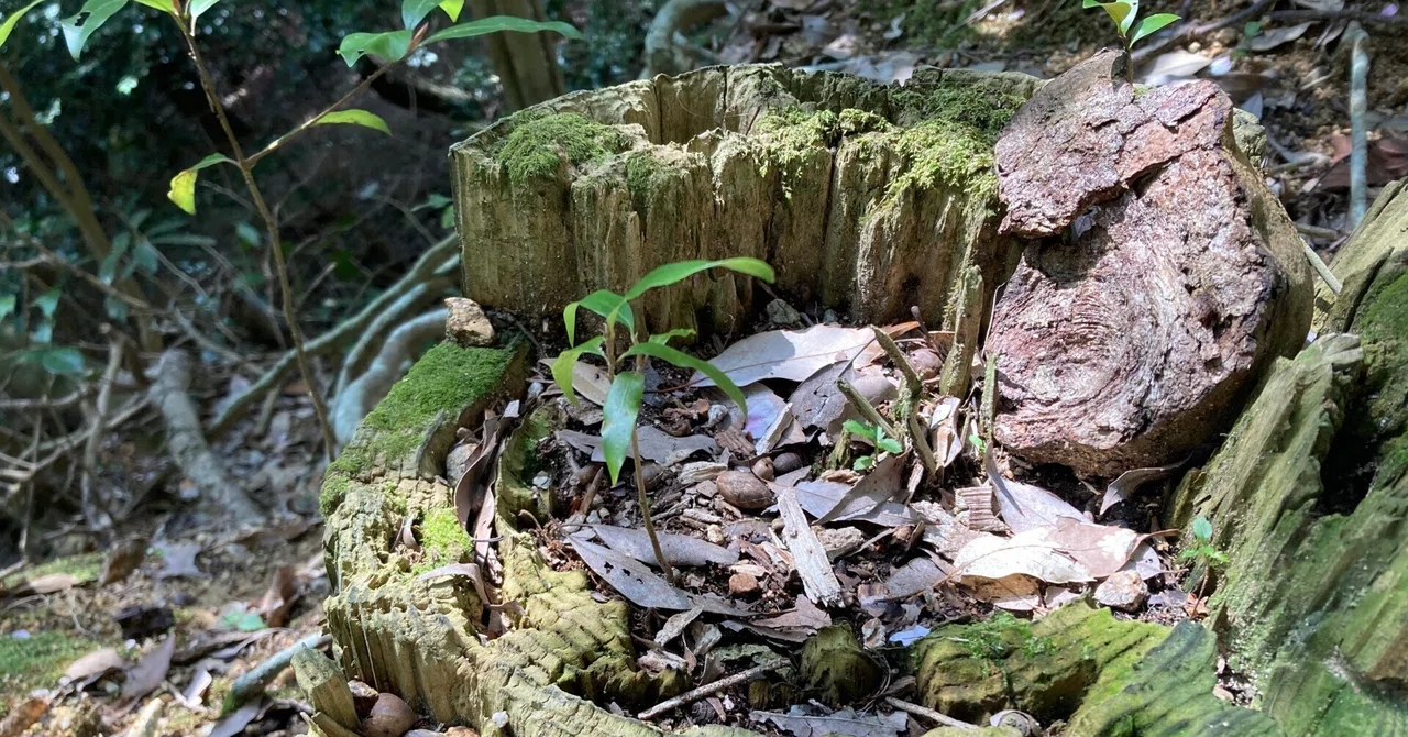 言葉の蛇口〜諦めが心と口を閉ざす〜希望はそれらを開く｜Kandata