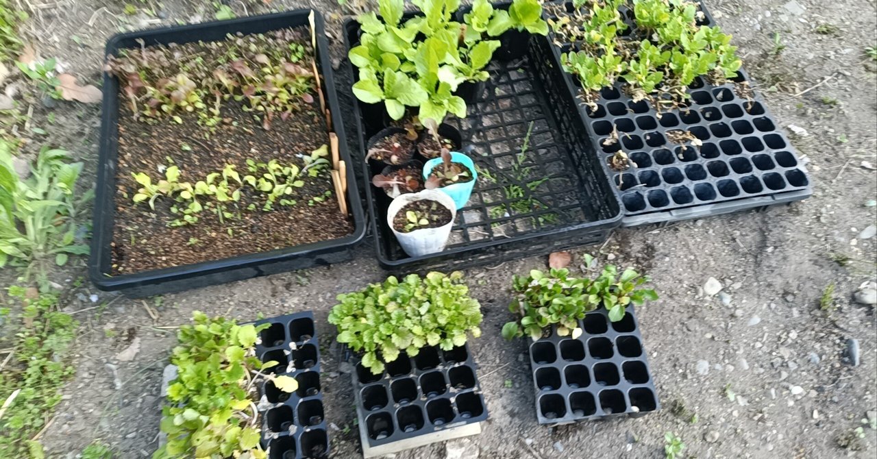 苗の植え替え｜shanthi-usui