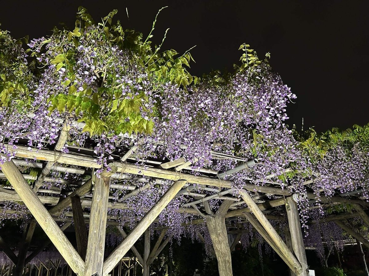 亀戸天神 夜の藤まつりを見に行きました｜齊藤潤